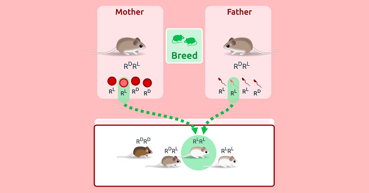 Connected Bio App Deer Mice